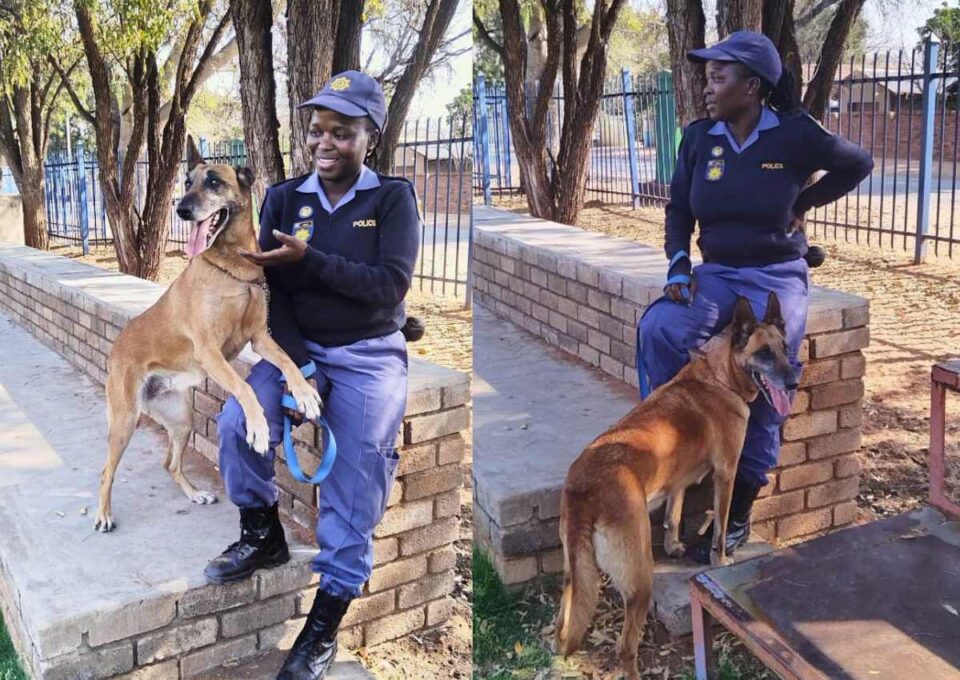 Luislang maak geliefde polisiehond in hok dood - Die Suid-Afrikaner