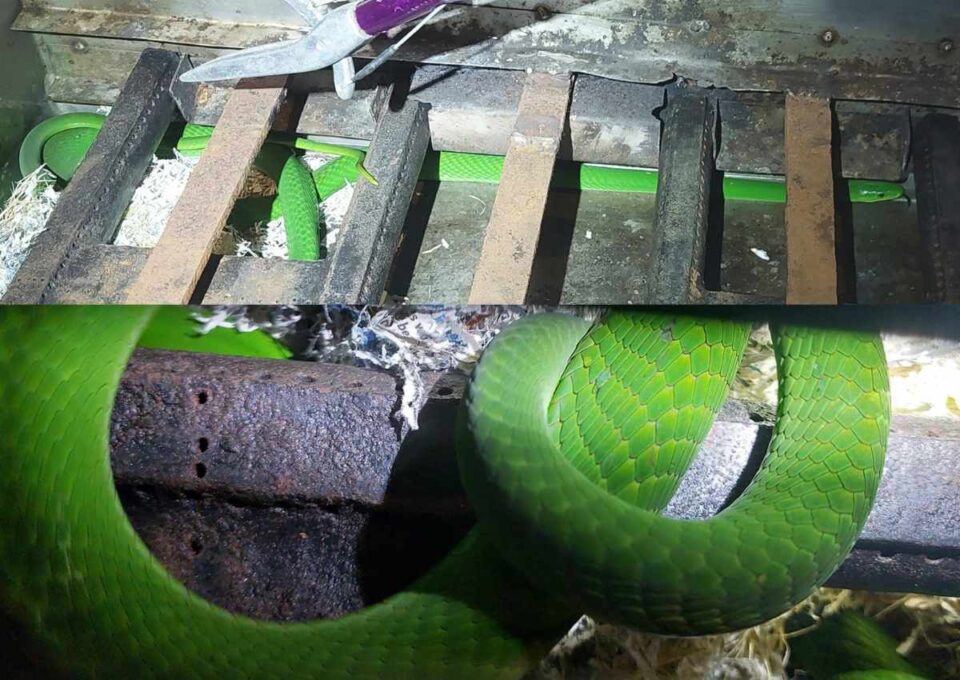 Groen Mamba gevind in braai aan Noordkus - Die Suid-Afrikaner